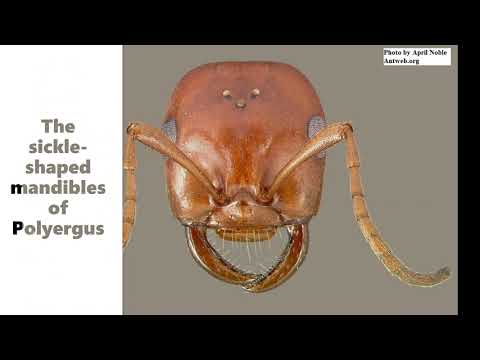 The dulotic ant Polyergus mexicanus at Mount Lemmon in Arizona - YouTube