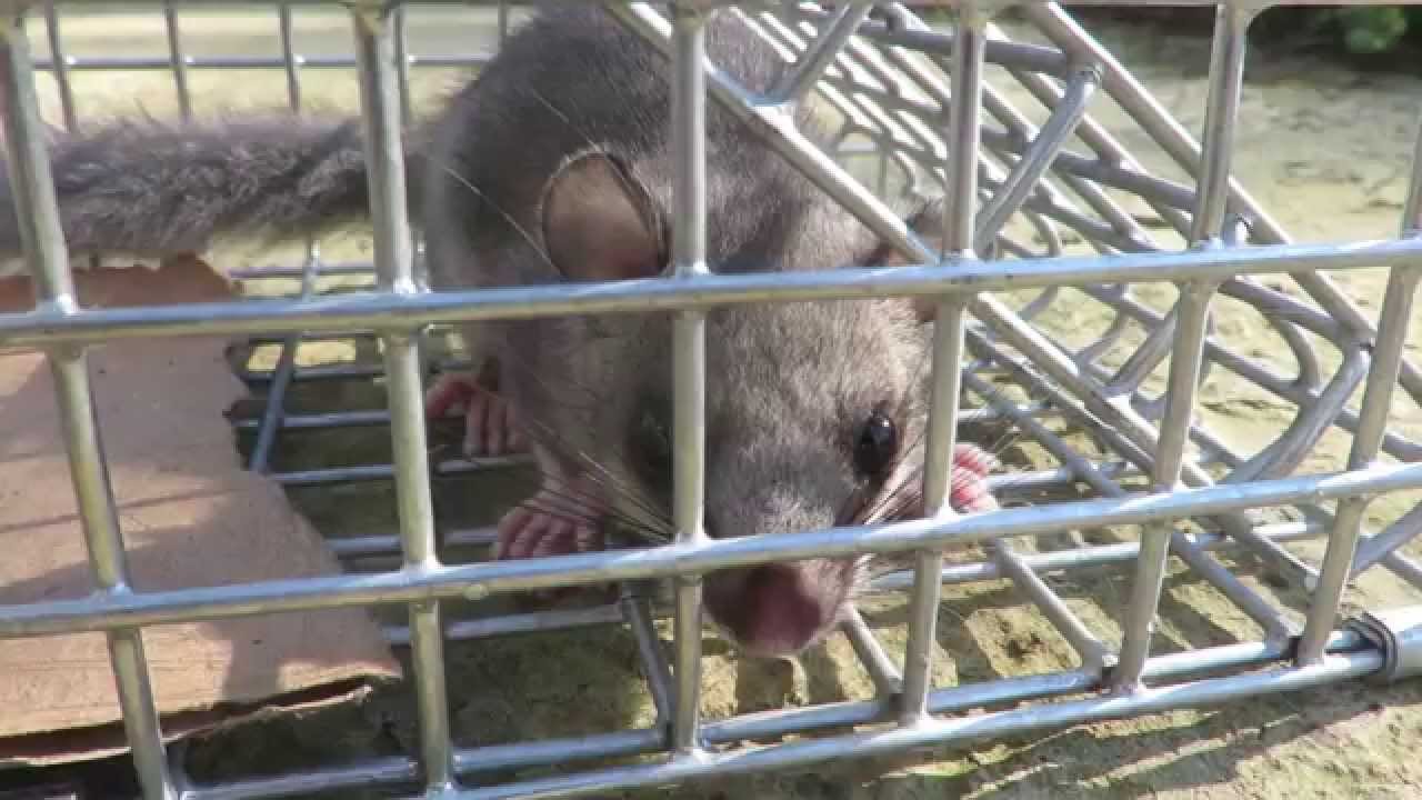Edible Dormouse in Humane Trap - YouTube