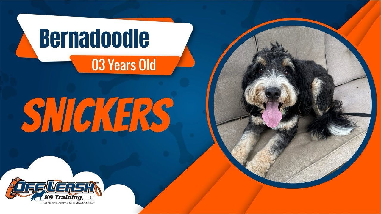Amazing Transformation | 2 Week Board & Train | Snickers | 3 yr ...