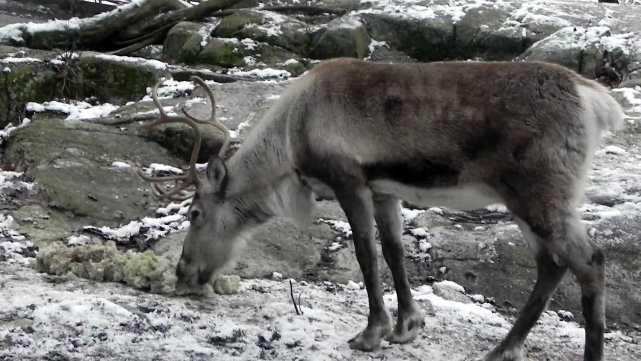Reindeer! Real, live reindeer! - YouTube