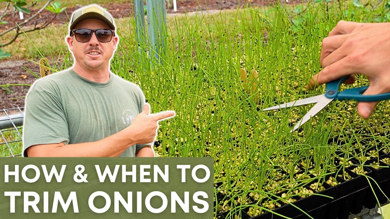 The ONLY TIME You Should Trim Onions! - YouTube
