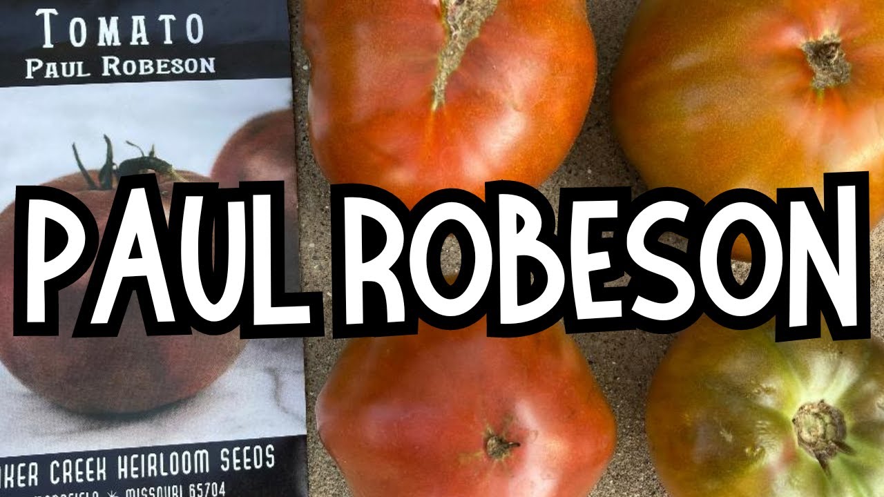 PAUL ROBESON tomatoes: growing, harvesting & tasting BAKER CREEK ...