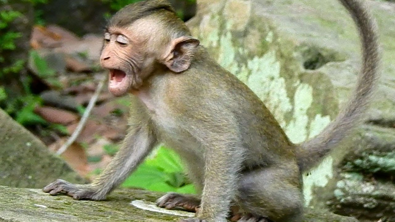 little monkey cry temper scared lost mother - YouTube