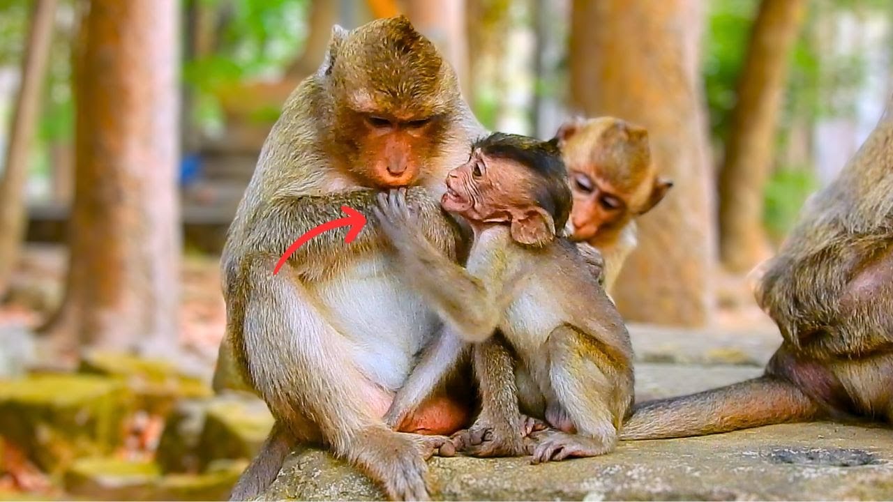 Pitiful Little Monkey Adele was Ignore Milk by mom. - YouTube