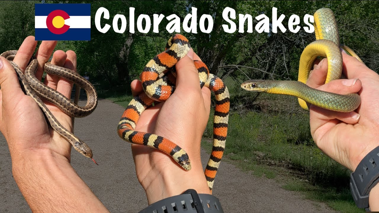 Colorful Snakes of Colorado - YouTube