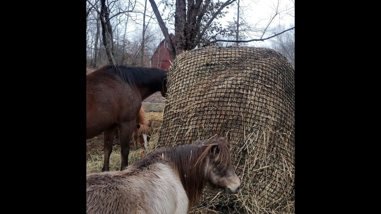 hay nets packing ship #Horse Products #pet #Animal #plastic net #shorts ...
