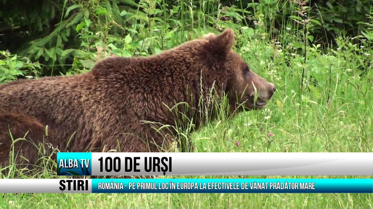 100 de ursi - YouTube