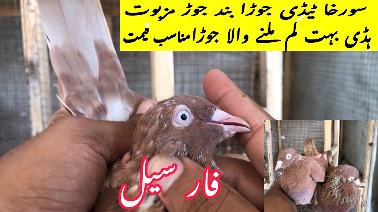 Pure Indian surkha breeder jora for sale bht munasib qimat me samiullah ...