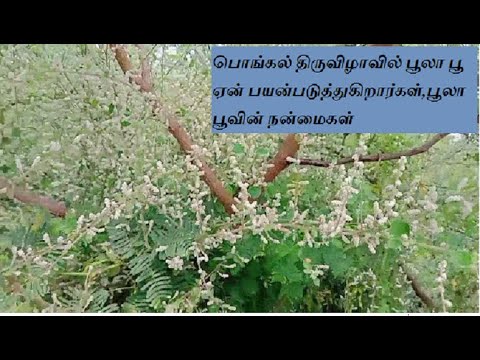 poola poo benefits(பொங்கல் திருவிழாவில் பூலா பூ ஏன் ...