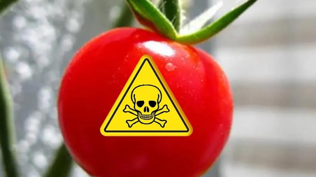 The Poison Tomato - YouTube
