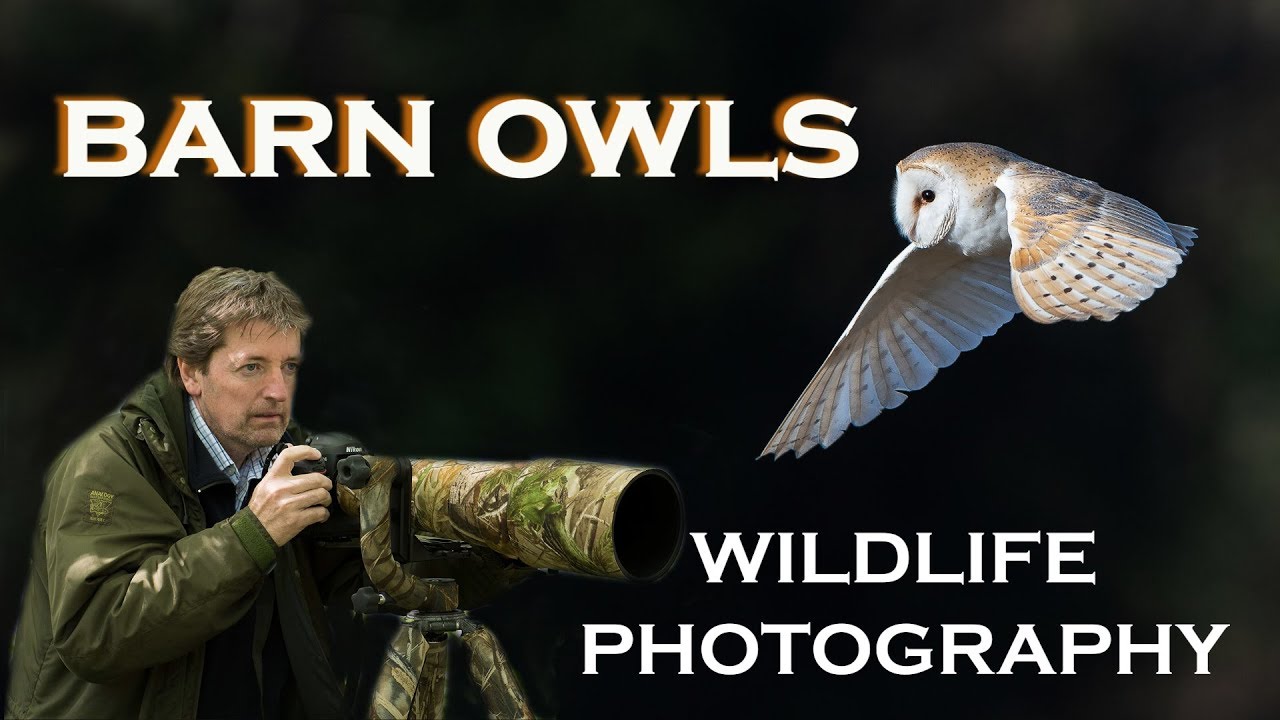 Barn Owl Photography