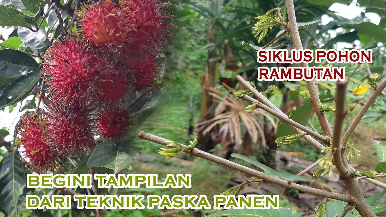 Begini Hasil dari Potong Cabang Rambutan Bisa || Meningkatkan Produksi ...