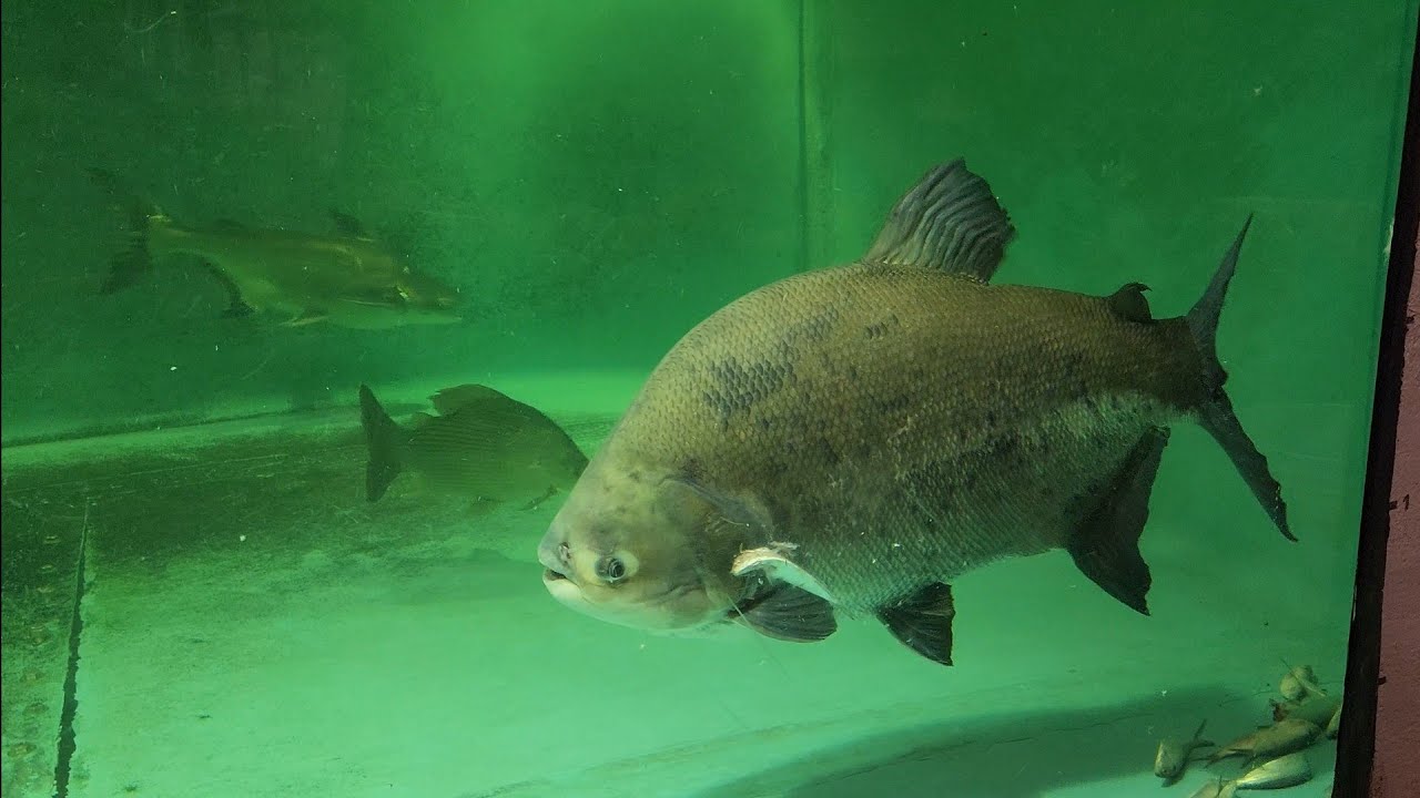 2nd 4,500 gallon tank at FISH STORY AQUARIUM & RESCUE. Giant 30 pound ...