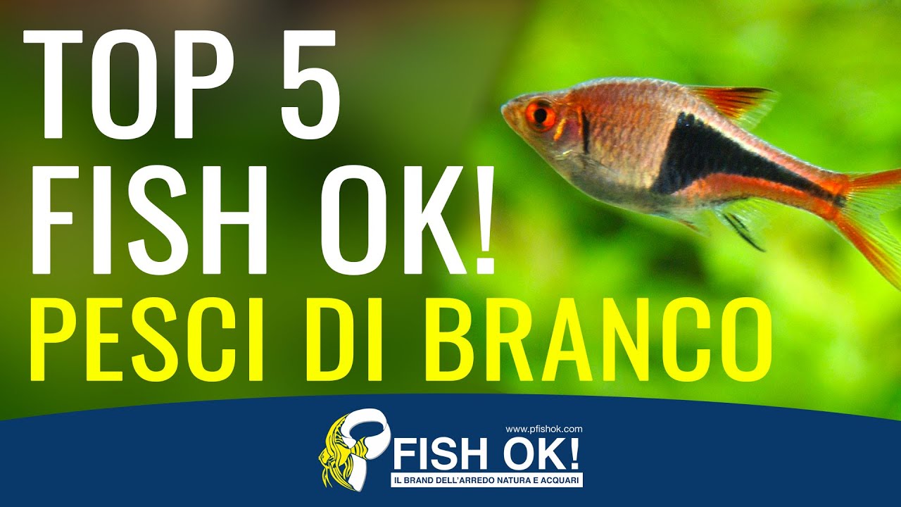 🏆 Top 5 pesci branco Classifica Fish Ok! - YouTube