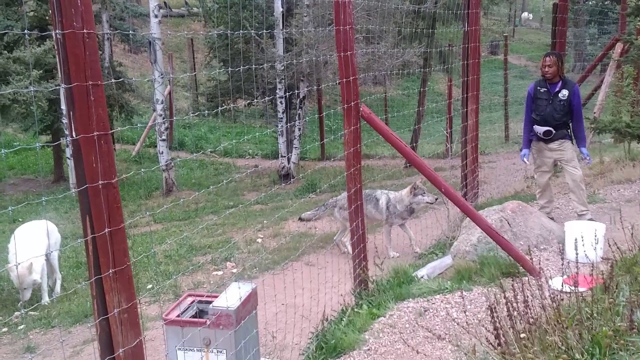 Wolf feeding tour at Colorado Wolf and Wildlife Center - YouTube