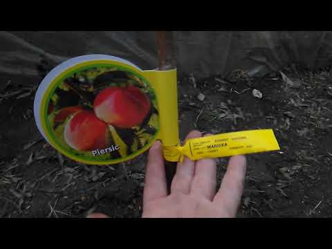 Grija mare la etichetele pomilor