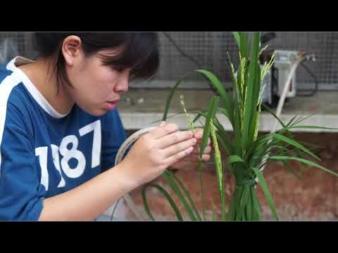 Rice Crossing การผสมพันธุ์ข้าว - YouTube