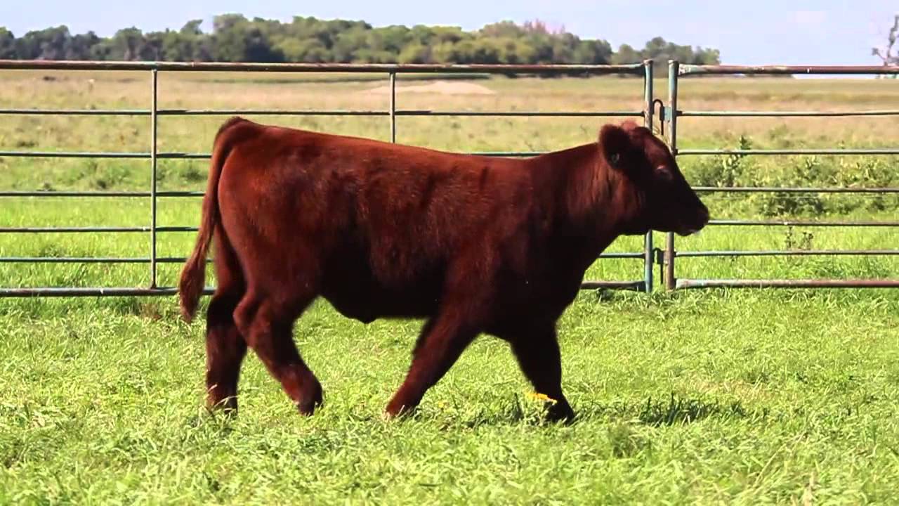 Dennert 42 - YouTube