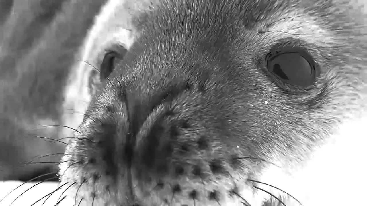 Muttering Pup - YouTube