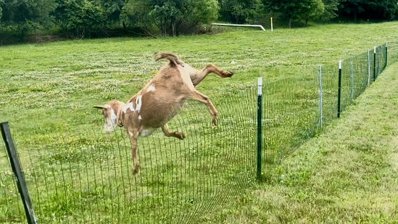 When goats FLY!! | Baby goat goes to new home tomorrow! | Tiny Herc ...