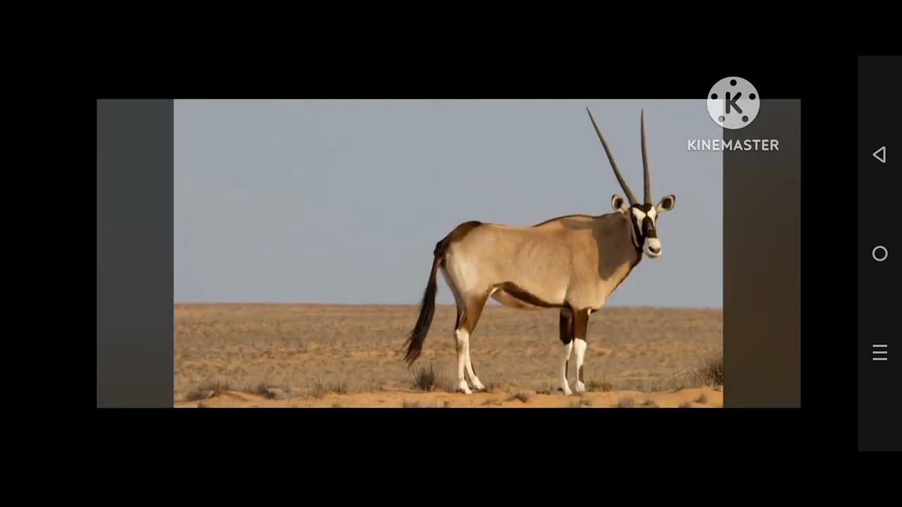 Guess the animal oryx - YouTube