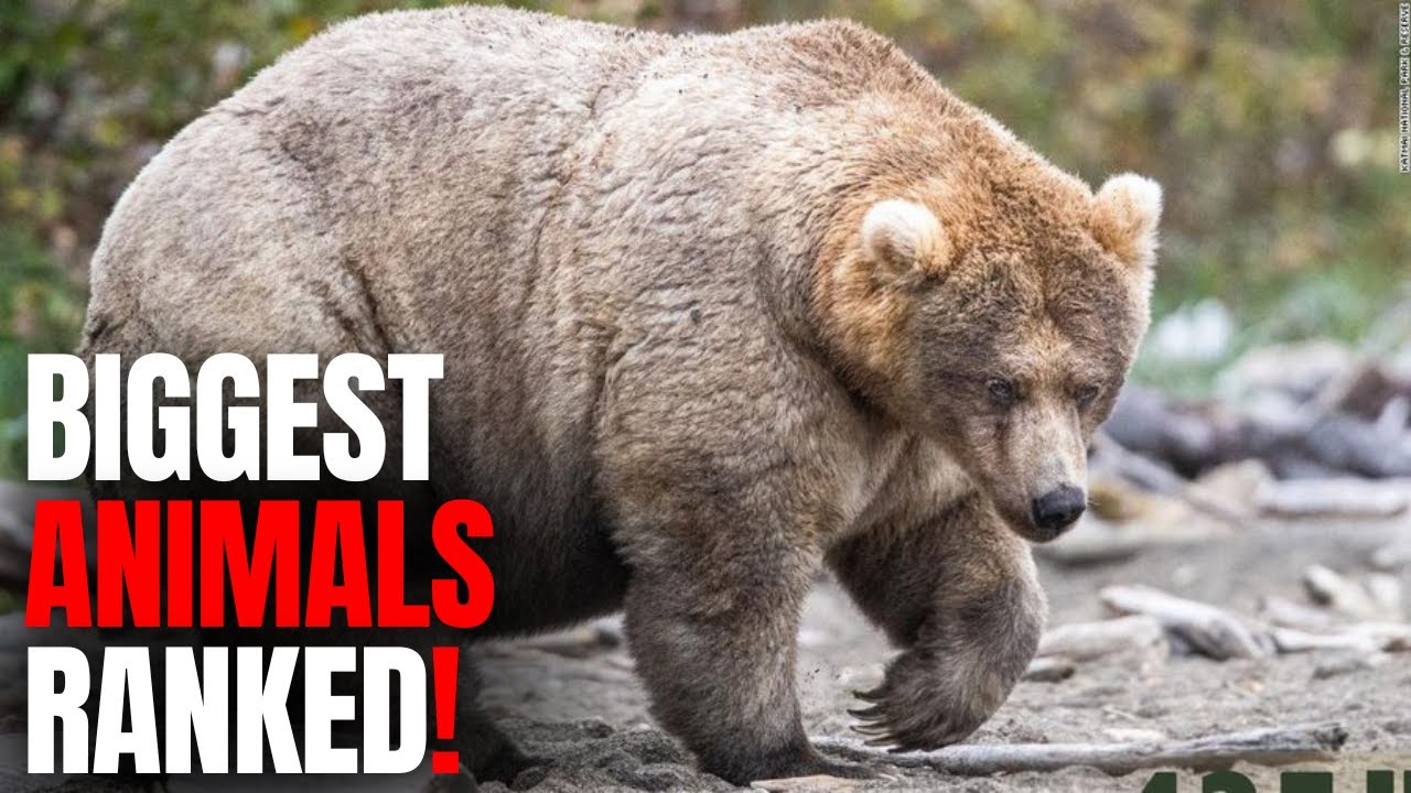 Top 10 Fattest Animals in the world - YouTube