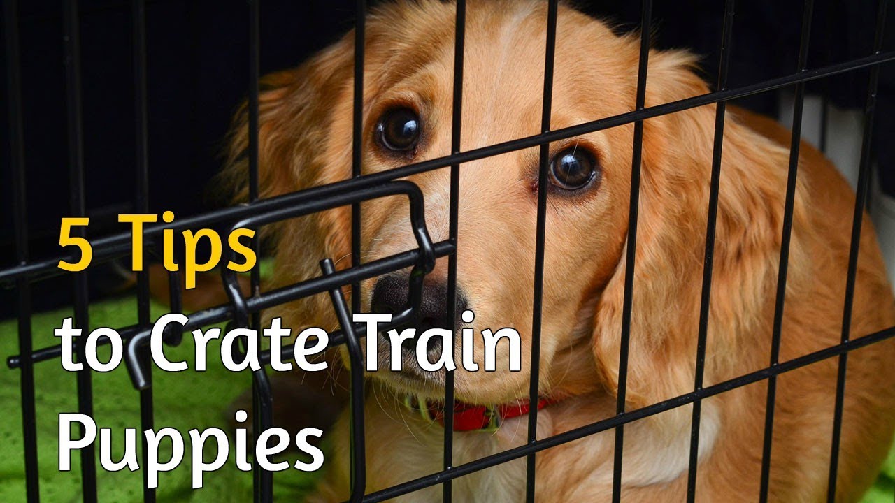 5 Tips to Crate Train Puppies - YouTube