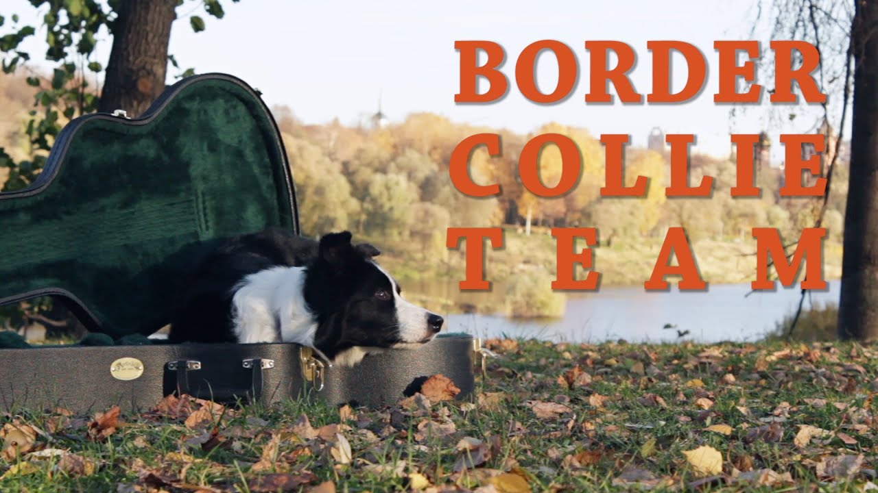 Border Collie Team & amazing dog tricks - YouTube
