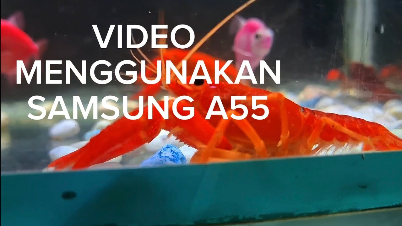 SATISFYING FISH TANK VIDEO BY SAMSUNG A55 - YouTube