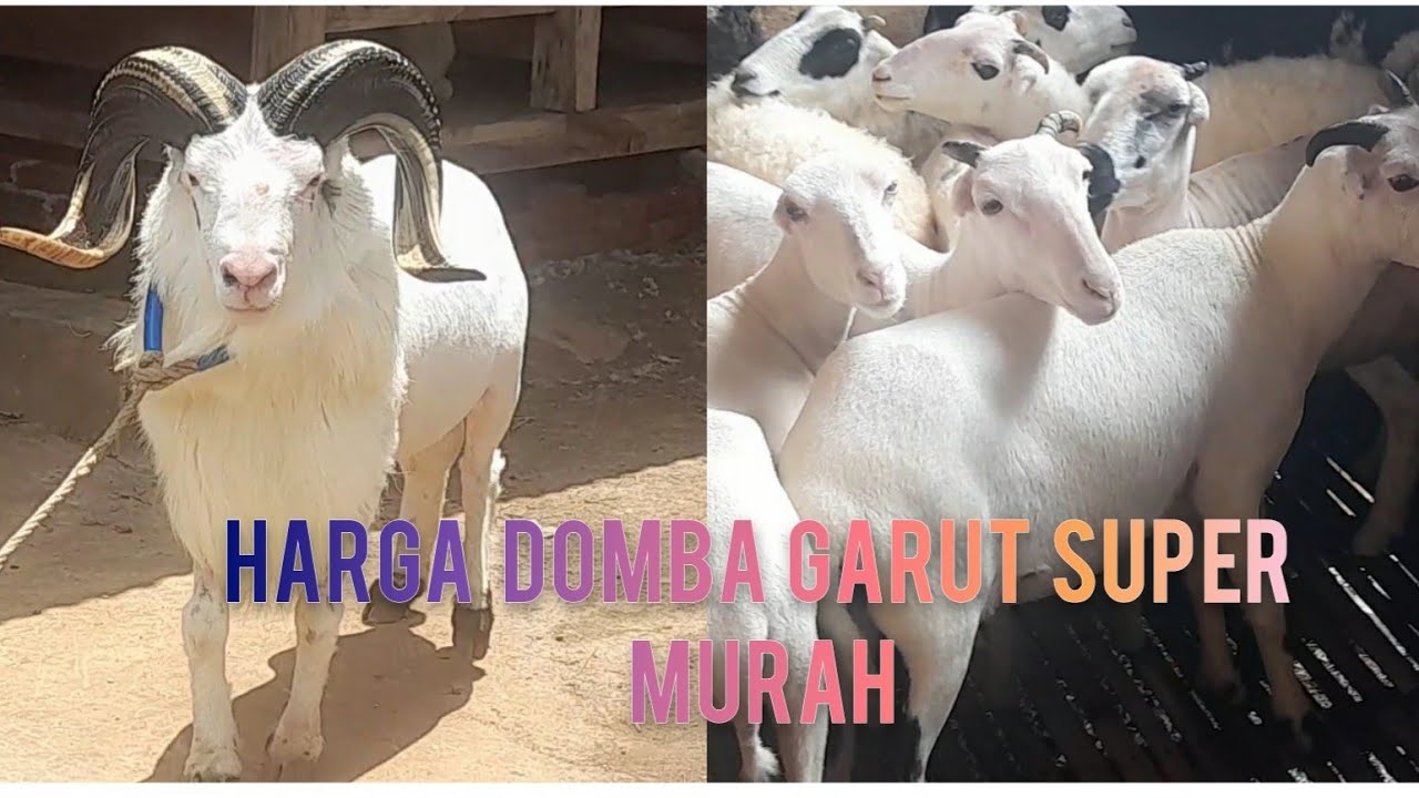 Update Harga Domba Garut Terbaru , kualitas super harga murah - YouTube