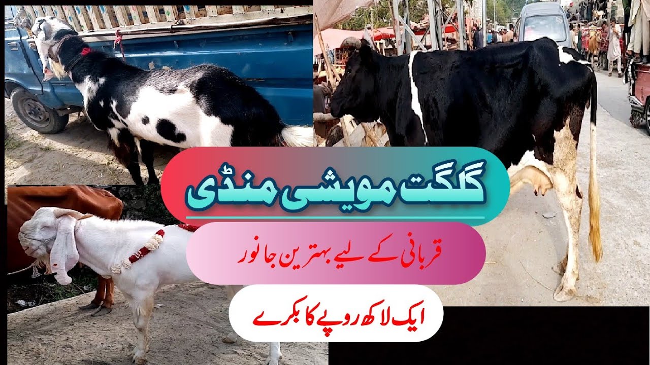 The best sacrificial animal|Gilgit mavashi mandi 2023 |gilgit ma ...