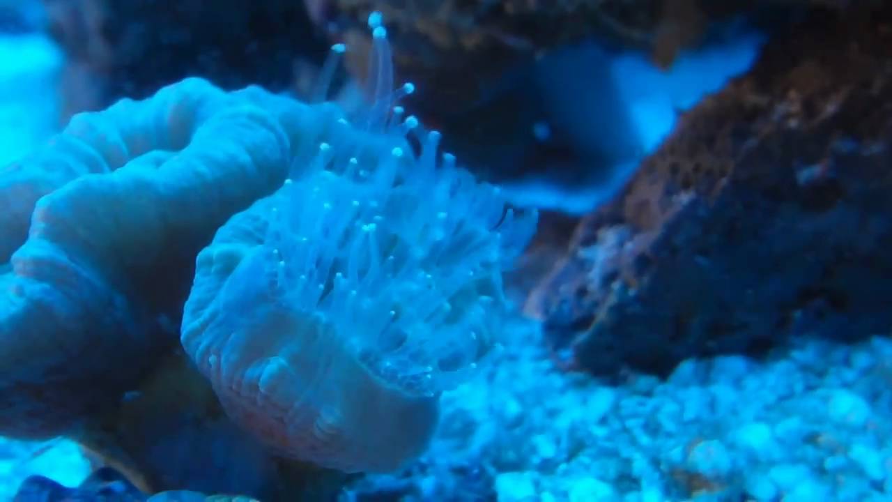 Crazy Looking Candy Cane Coral at Night - YouTube