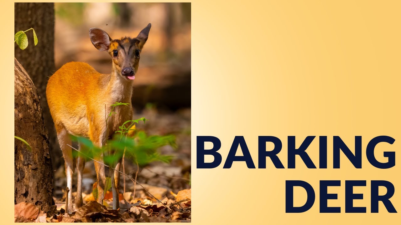 Barking deer | Muntjac | Rib-faced deer| Deer of Vansda | Animal of ...