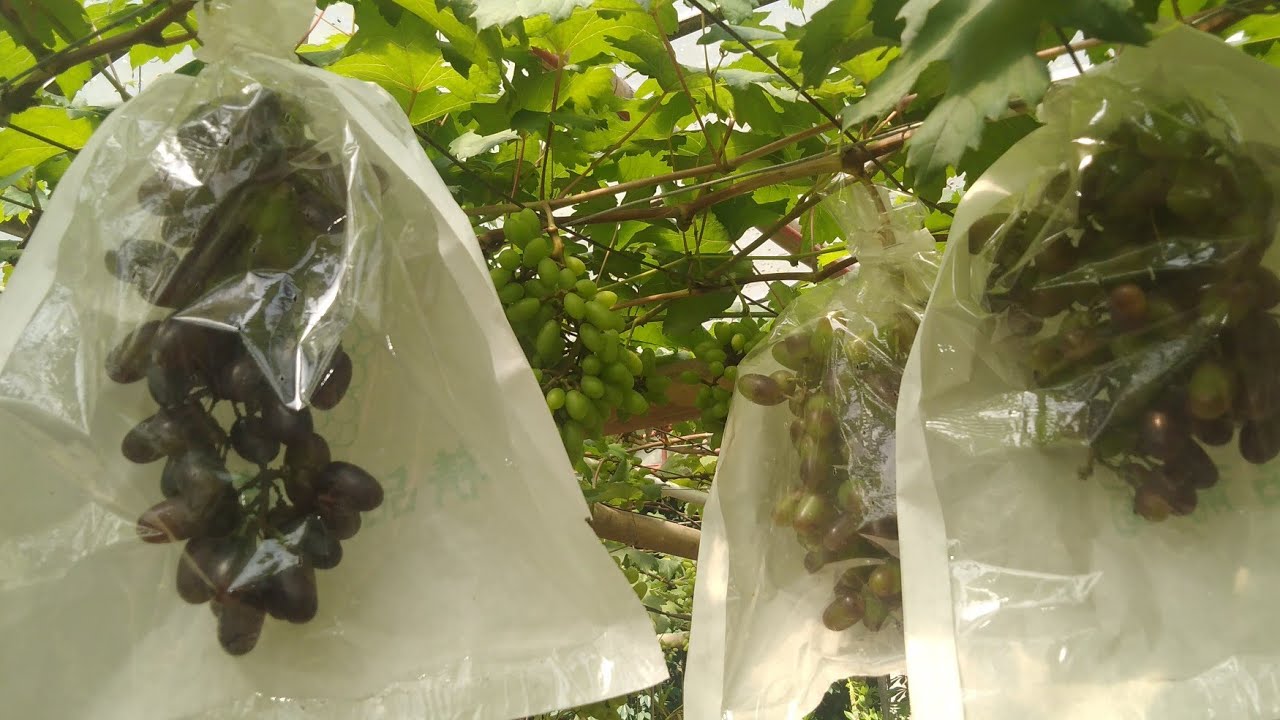 panen anggur : di satu pohon panen banyak jenis anggur !!!! real ...