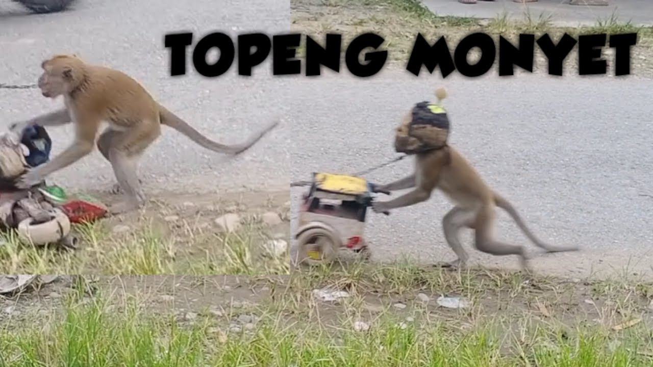 permainan topeng monyet #topengmonyet #permainan #permainantopengmonyet ...
