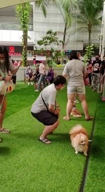 Shyro ikut perlombaan.bantu llike dan subscribe sebanyak banyaknya ...