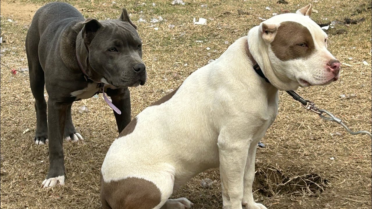 Update of my American bully stud Thor - YouTube