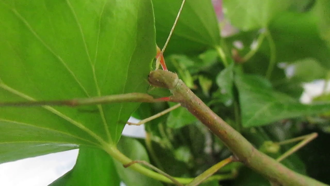 Indian stick insect eating - YouTube