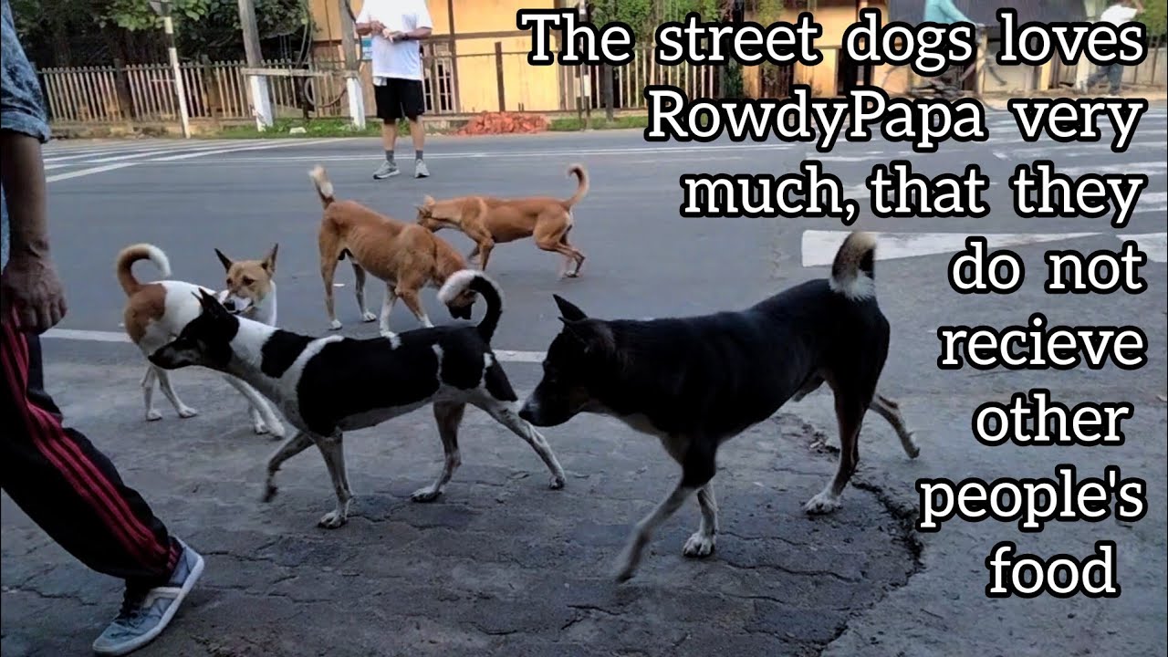 The street dogs loves RowdyPapa very much, that they do not receive ...
