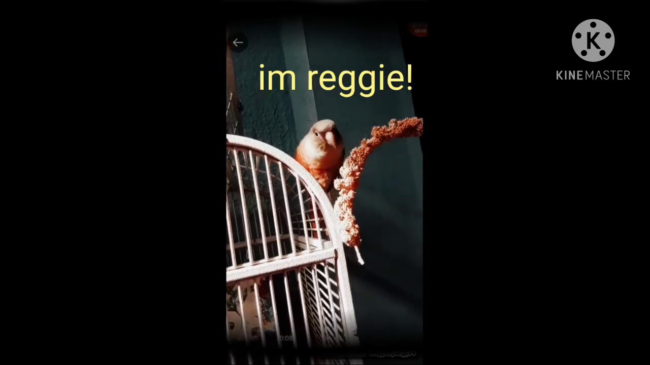 Meet Reggie - YouTube