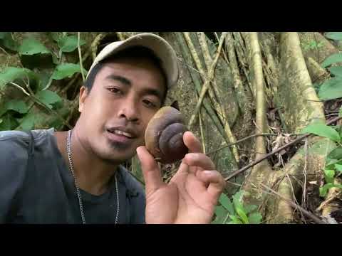 PANGUNGUHA NANG BIKUYO AT SUSU | Hunting vlog Ep_01