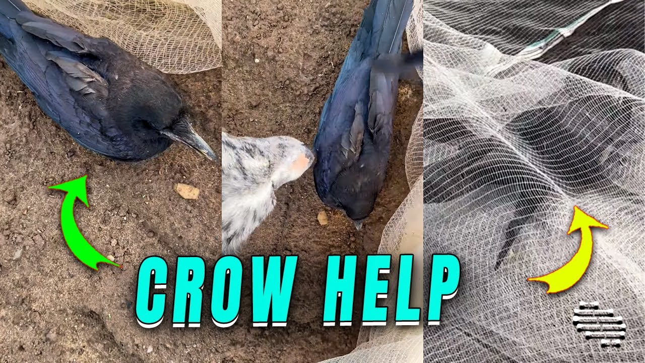 Kind Lady Helps Crow Escape Garden Netting - YouTube