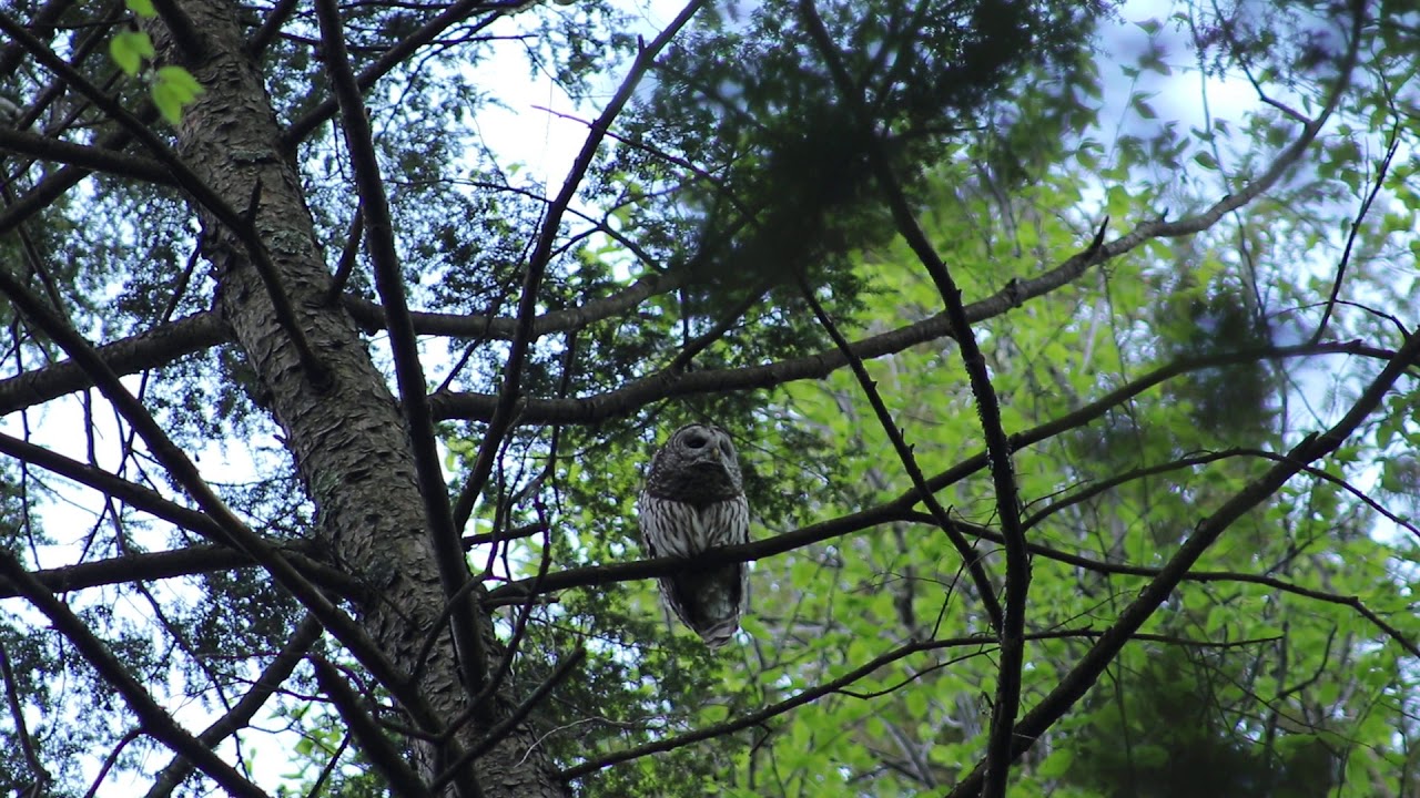 Owl surfing in wind - YouTube