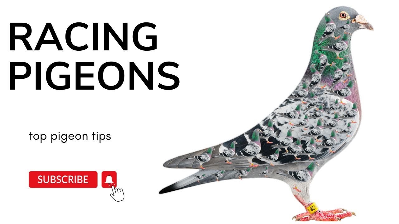 Ready to Race Avoid These Pigeon Mistakes Before You Go - YouTube
