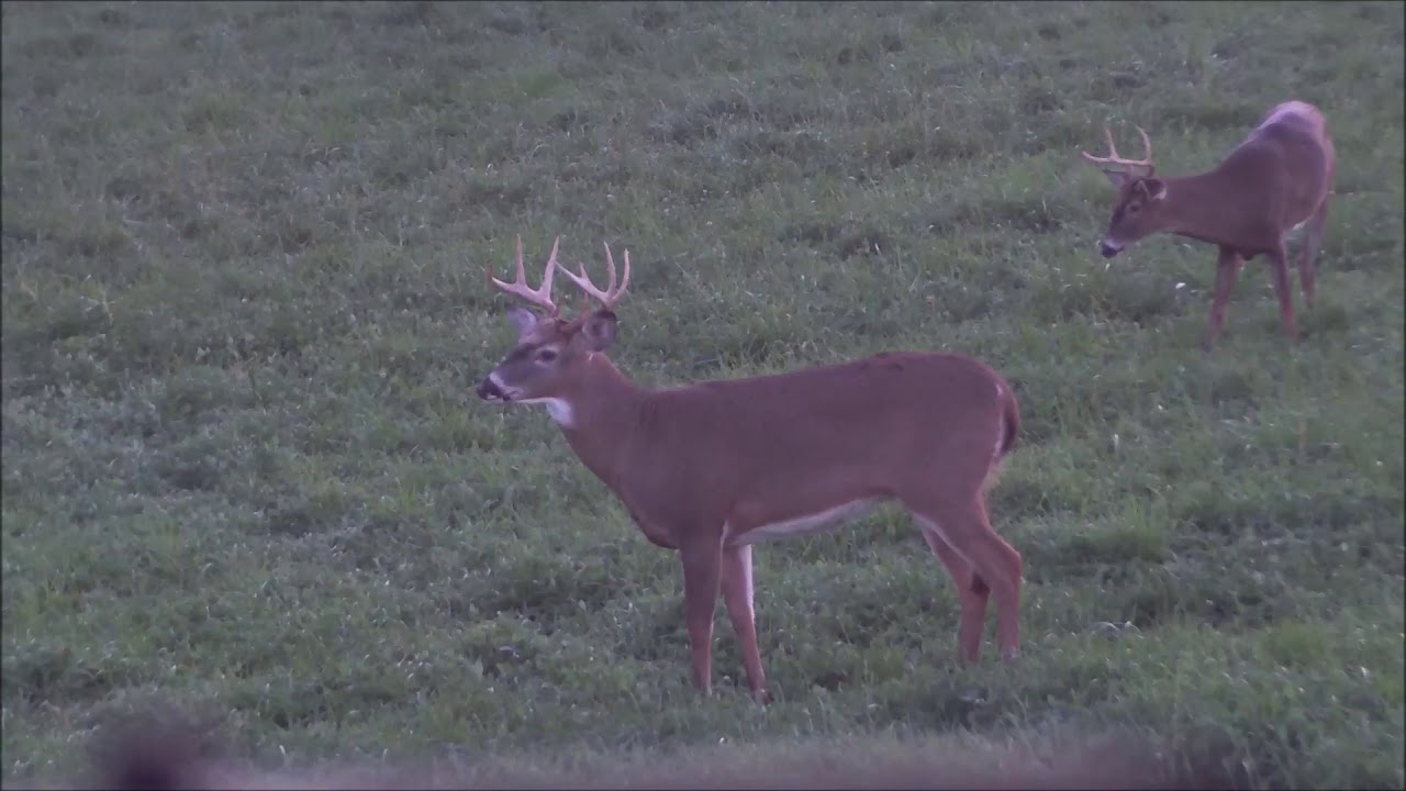 Best Hunting Shots Compilation Deer & Moose - YouTube