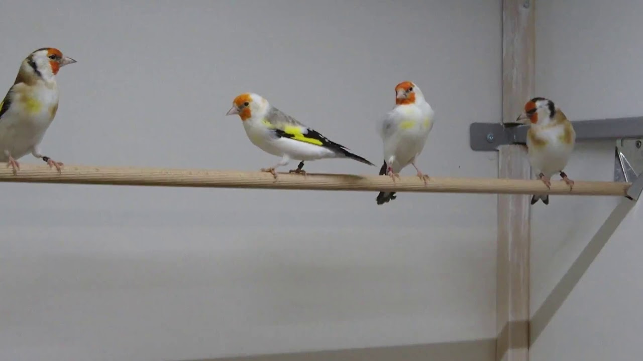szczygły syberyjskie, carduelis major, cardellino mayor witkop, natura ...