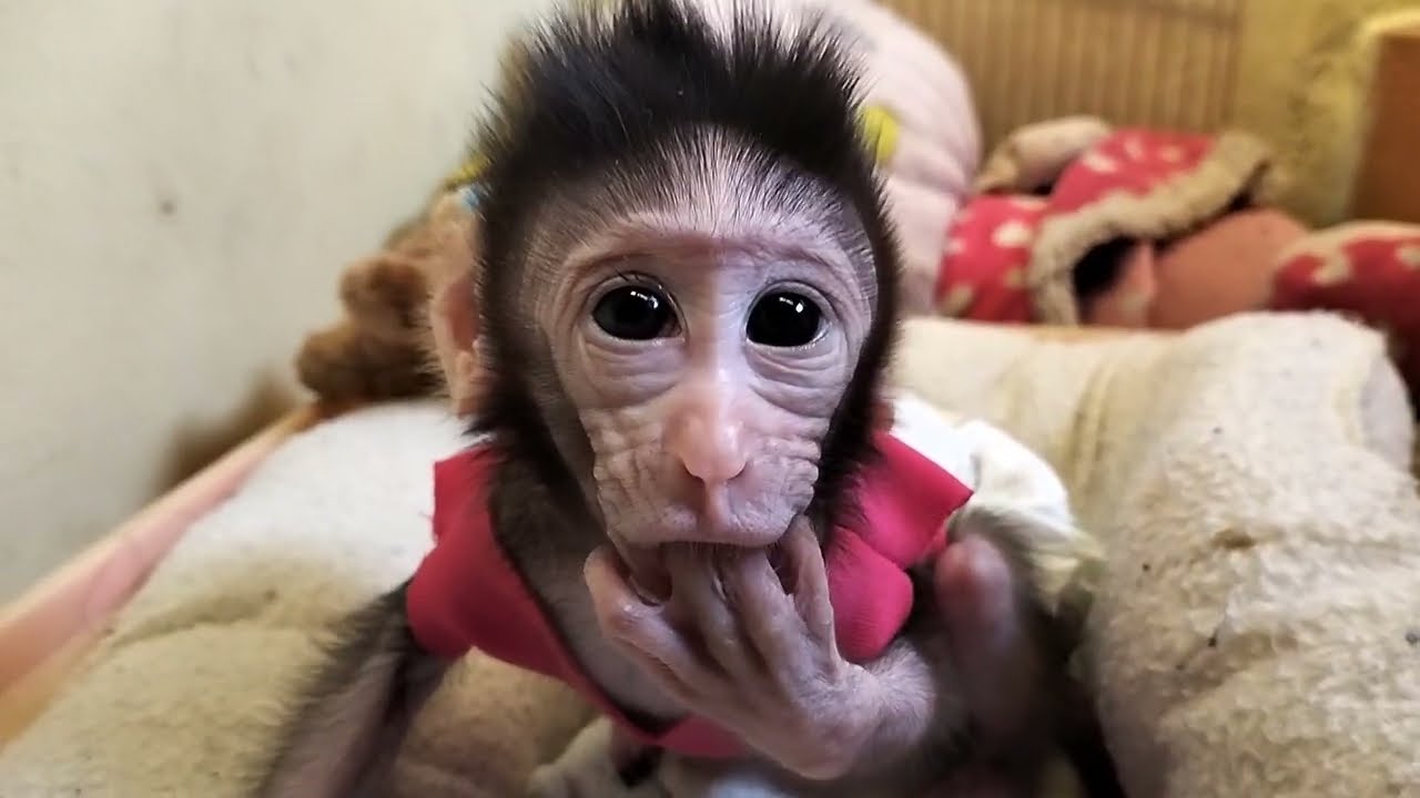 Monkey Glowing. Very cute. - YouTube