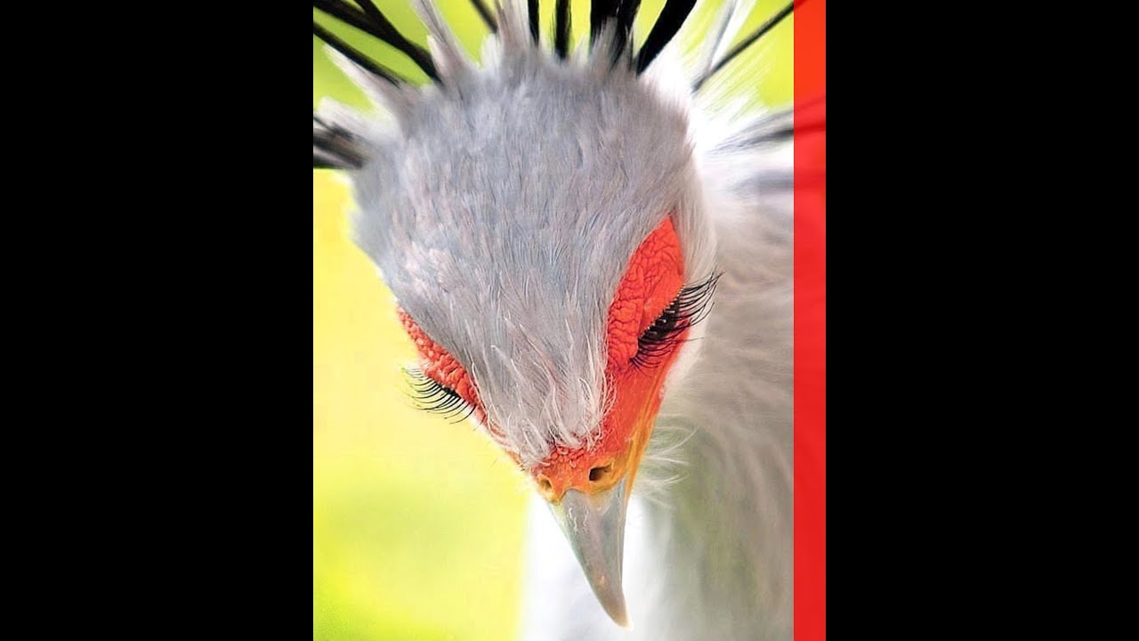 Secretary Bird Hunting and Eating Snakes - YouTube