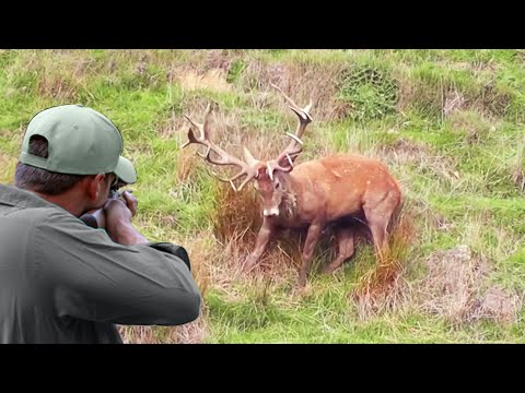 Elk Hunting in the Mountains A Journey of Patience and Endurance