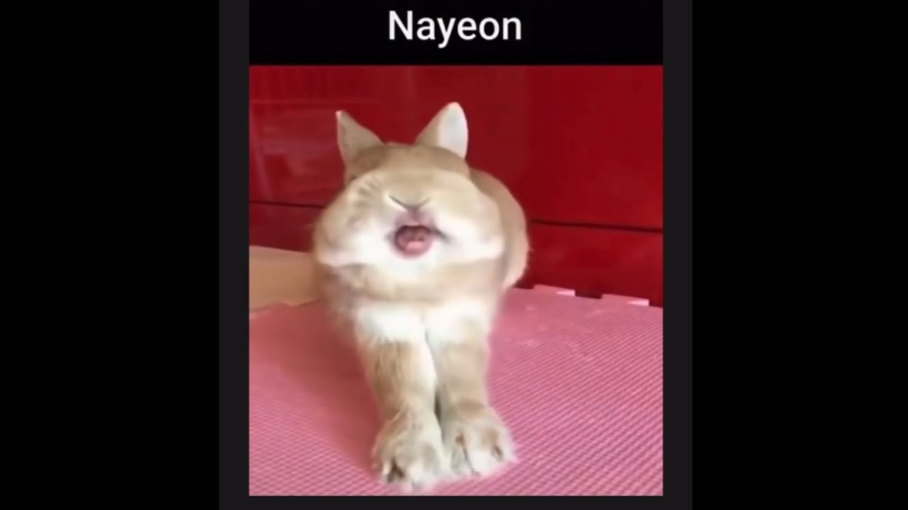 TWICE MEMBERS AS ANIMALS - YouTube